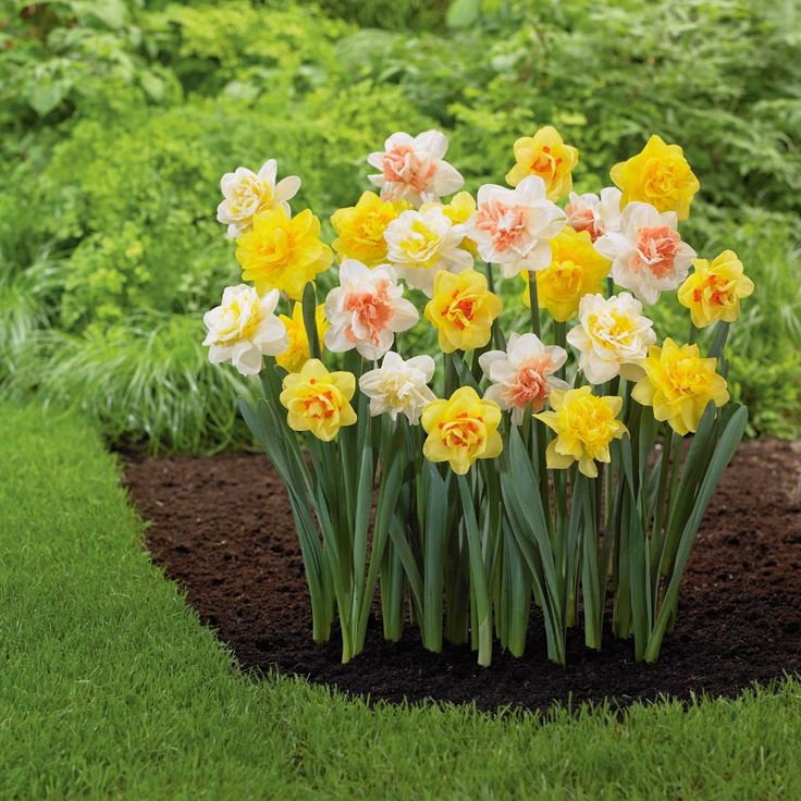Daffodil Bulbs, Double Daffodil Bulbs, Double Blooms, Fall Planting fo