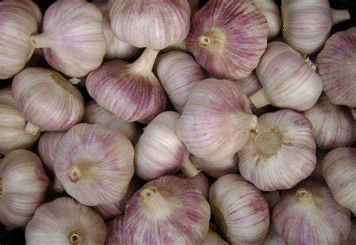 Garlic Bulbs , Early Purple Italian Garlic Bulbs , This Garlic is read