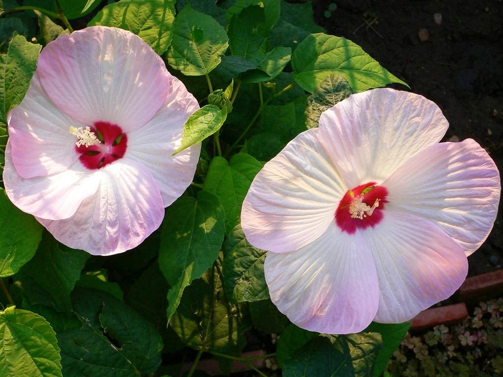 Rose Mallow Flower Seeds, Also know as Tree Mallow "COOL BEANS N SPROU