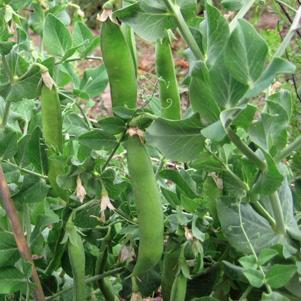 Pea Seeds, Lincoln Pea Seeds , "COOL BEANS N SPROUTS" Brand. Home Gard
