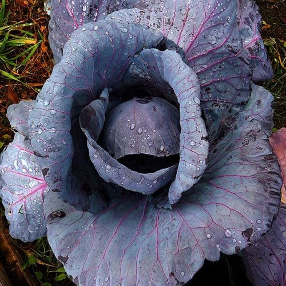 Cabbage, Red Acre Seeds, Non-GMO, " COOL BEANS n SPROUTS BRAND' This H