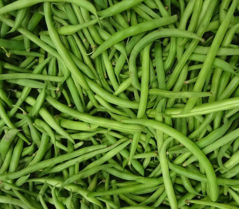 Bean Stringless Bush Green Bean Seeds ,"COOL BEANS N SPROUTS" Brand. H