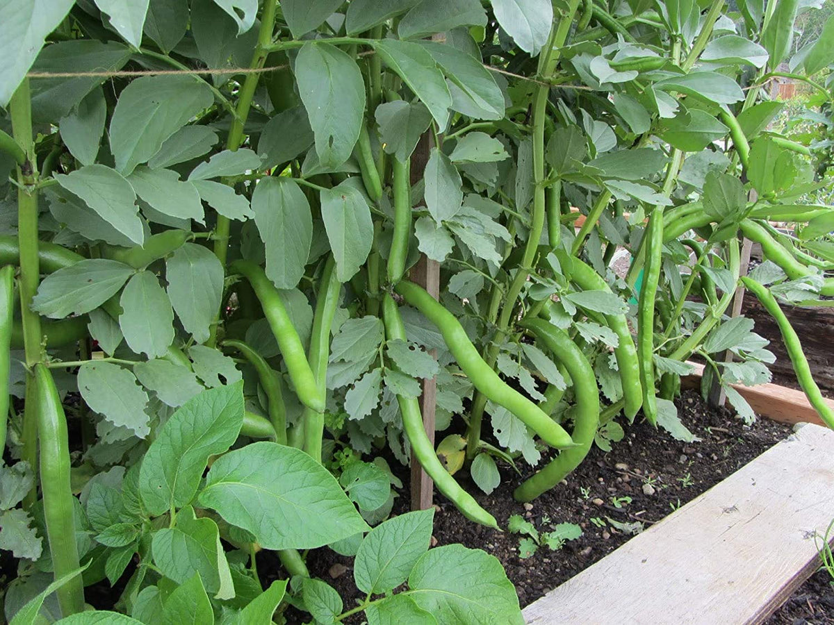 Fava Lima Bean Seeds, "COOL BEANS N SPROUTS" Brand. Home Gardening.