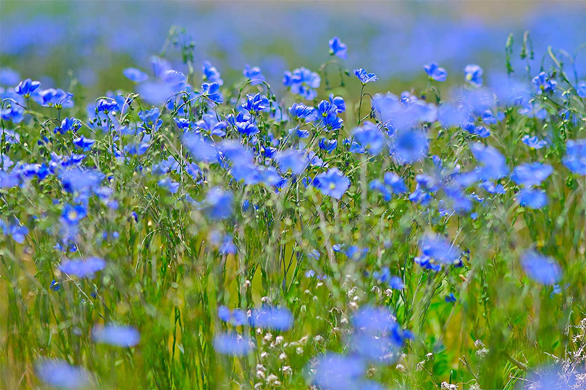 Flax Flower Seeds Blue Flax Flower Seeds,"COOL BEANS N SPROUTS" Brand.