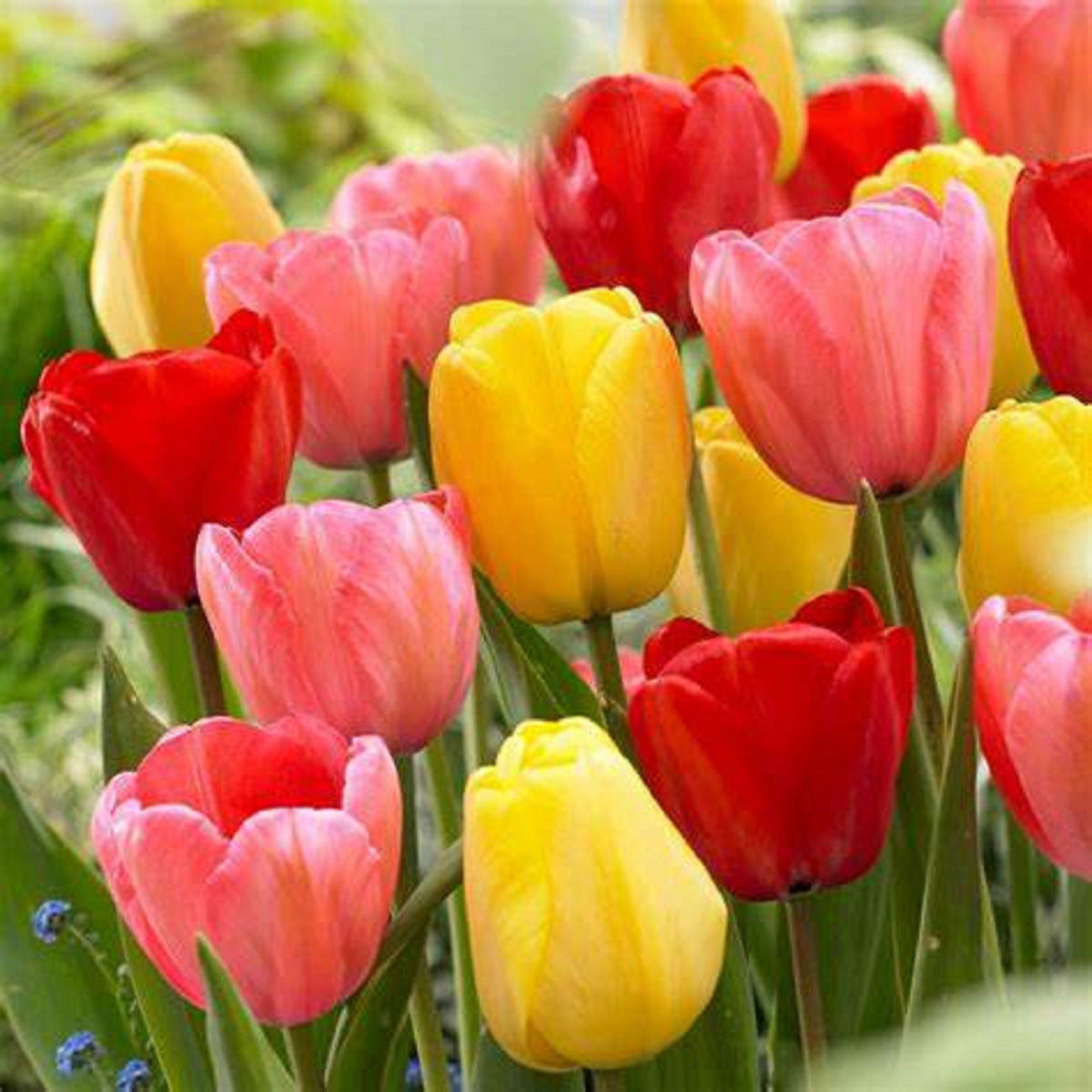 Tulip Bulbs, Mixed Tulip Flower Bulbs , COOL BEANS N SPROUTS , Fall Pl